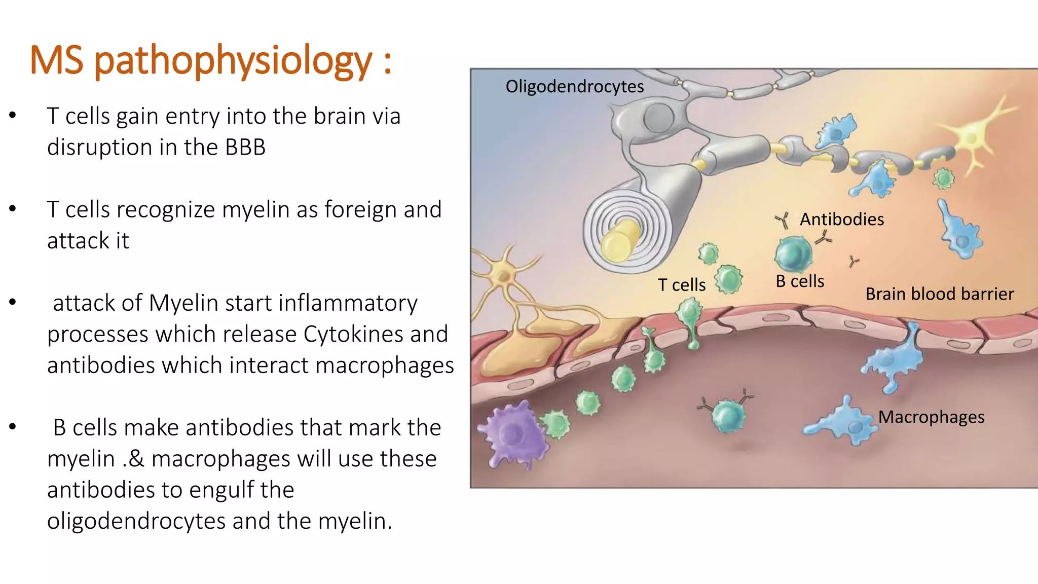Multiple sclerosis pathophysiology, diagnosis, and treatment | PPTX