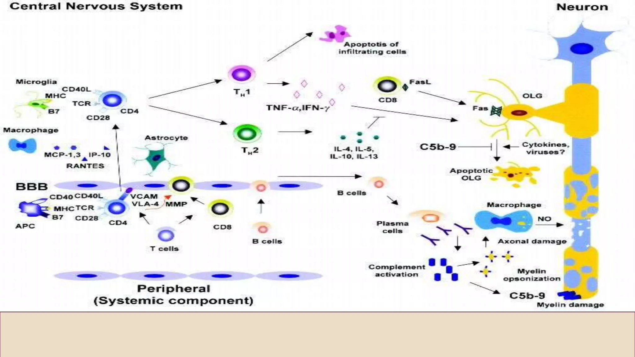 Multiple sclerosis, pathogenesis | PPTX