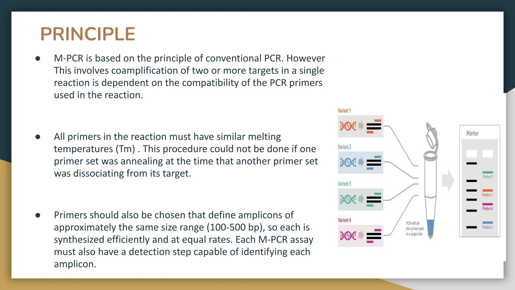 Multiplex PCR ppt , its types and their applications along with ...