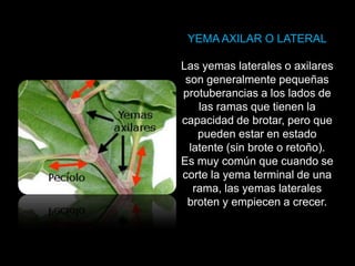 Multiplicación de yemas de brotes axilares o laterales (3) | PPTX