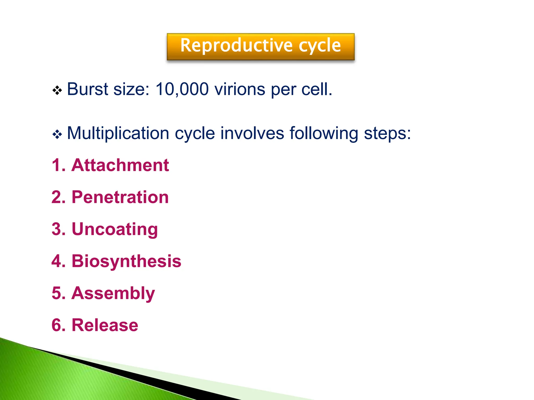 Stages involved in multiplication of Adenoviruses | PPT