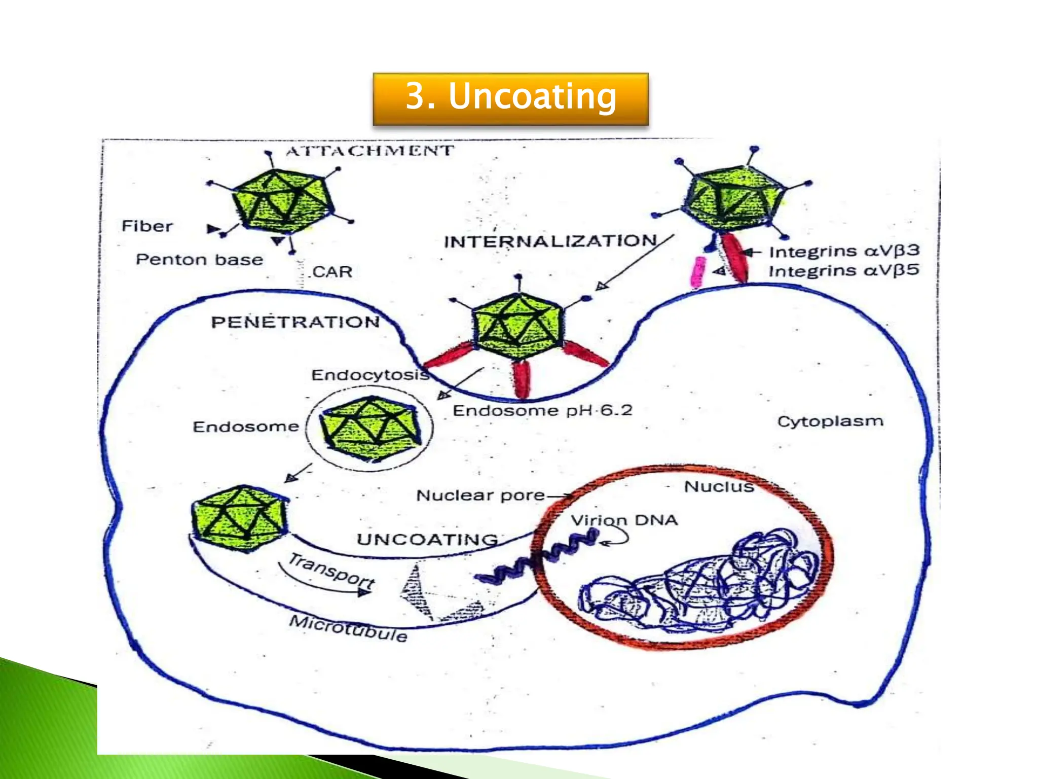 Stages involved in multiplication of Adenoviruses | PPT
