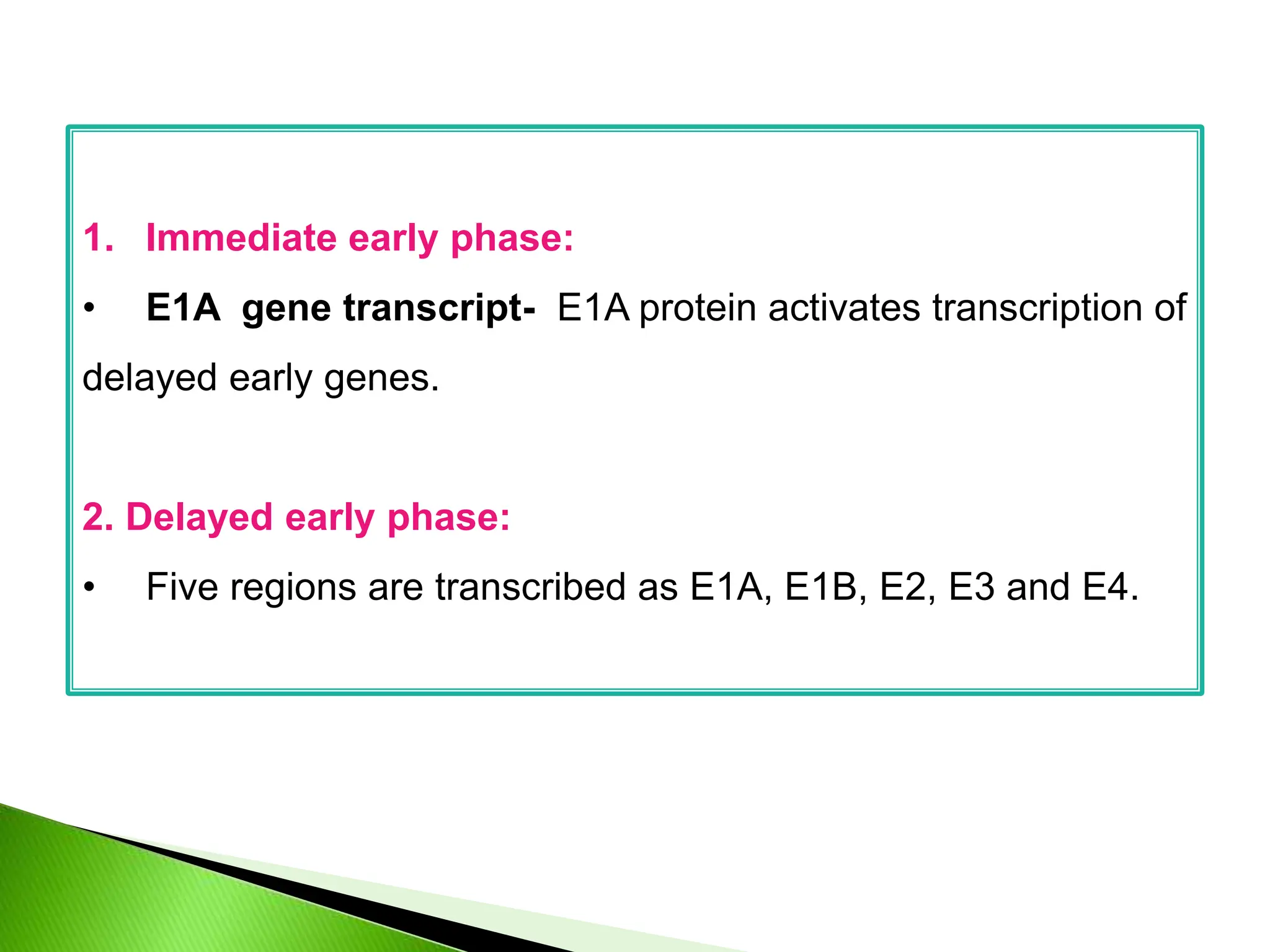 Stages involved in multiplication of Adenoviruses | PPT