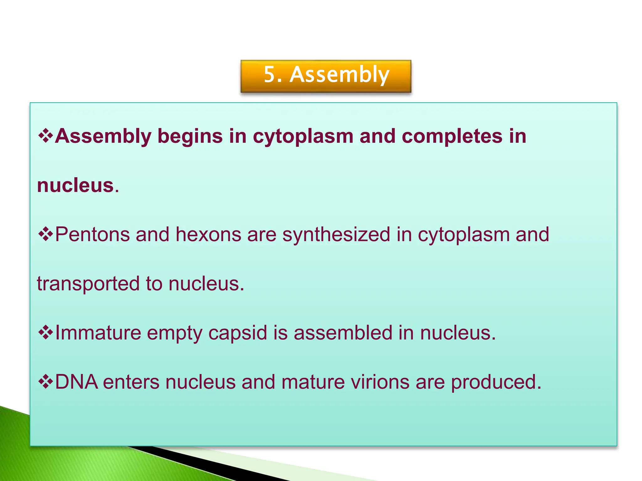 Stages involved in multiplication of Adenoviruses | PPT