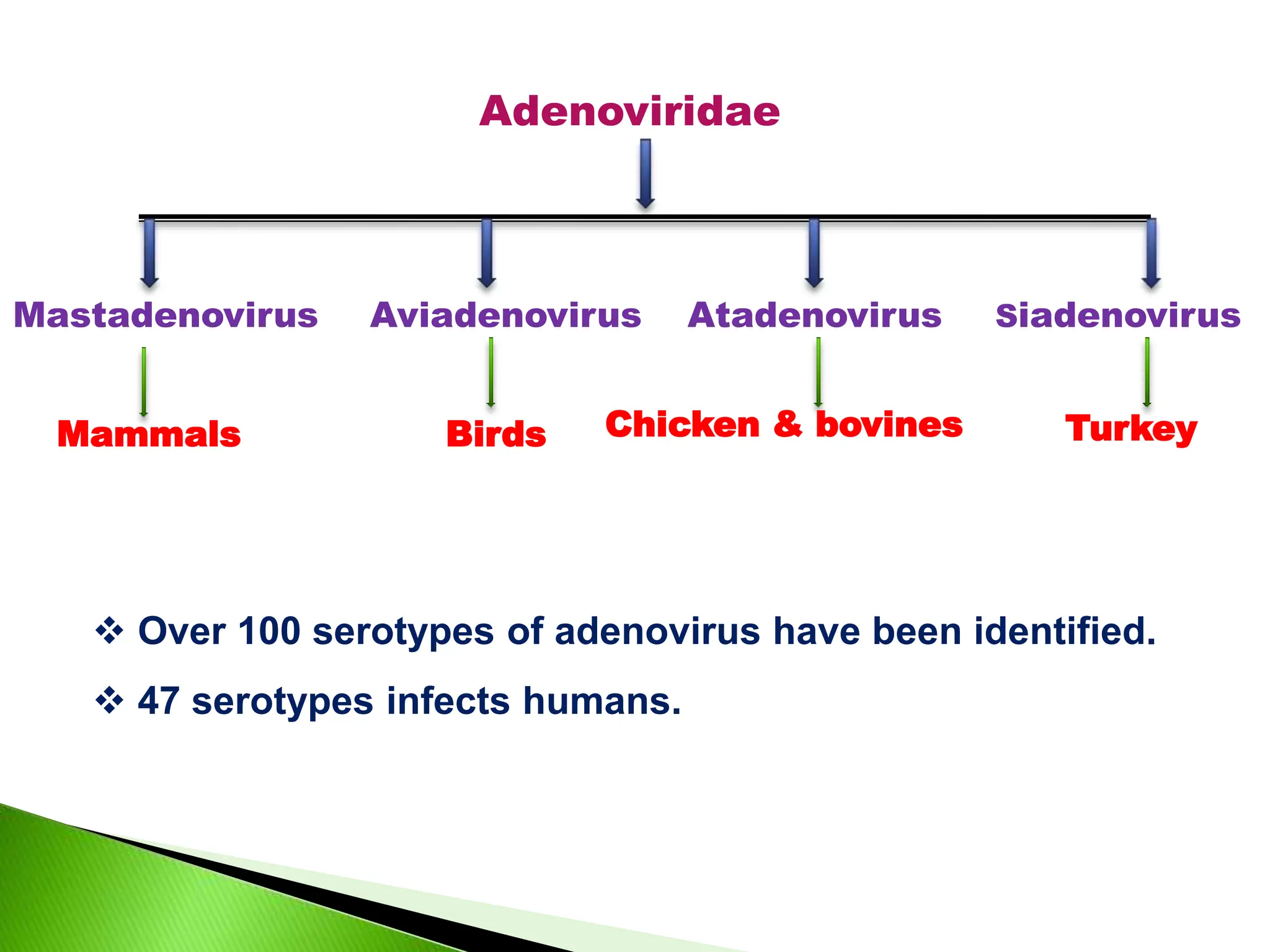Stages involved in multiplication of Adenoviruses | PPT