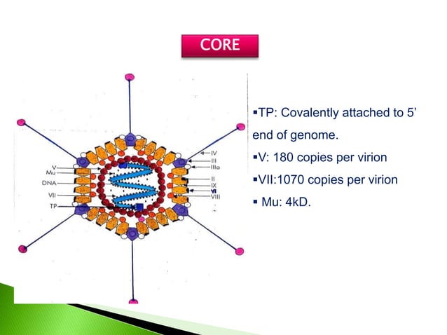 Stages involved in multiplication of Adenoviruses | PPT
