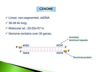 Stages involved in multiplication of Adenoviruses | PPT