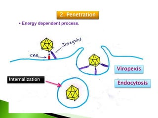 Stages involved in multiplication of Adenoviruses | PPT