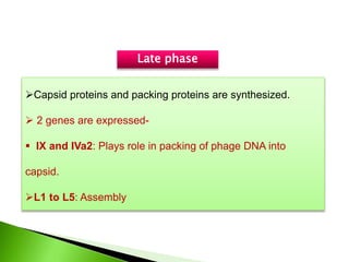 Stages involved in multiplication of Adenoviruses | PPT