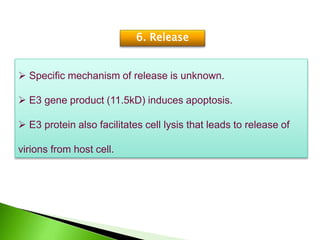 Stages involved in multiplication of Adenoviruses | PPT