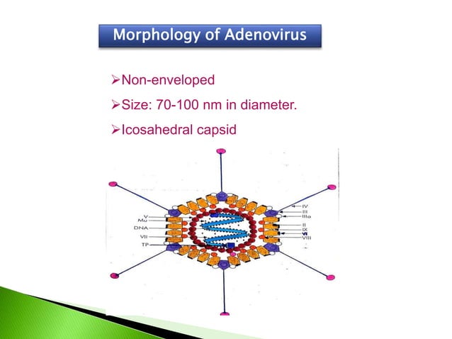 Stages involved in multiplication of Adenoviruses | PPT