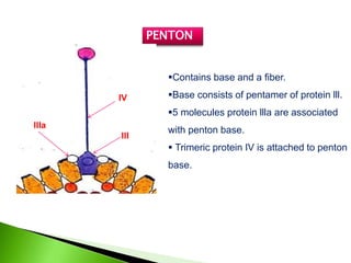 Stages involved in multiplication of Adenoviruses | PPT