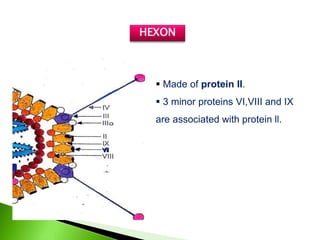 Stages involved in multiplication of Adenoviruses | PPT