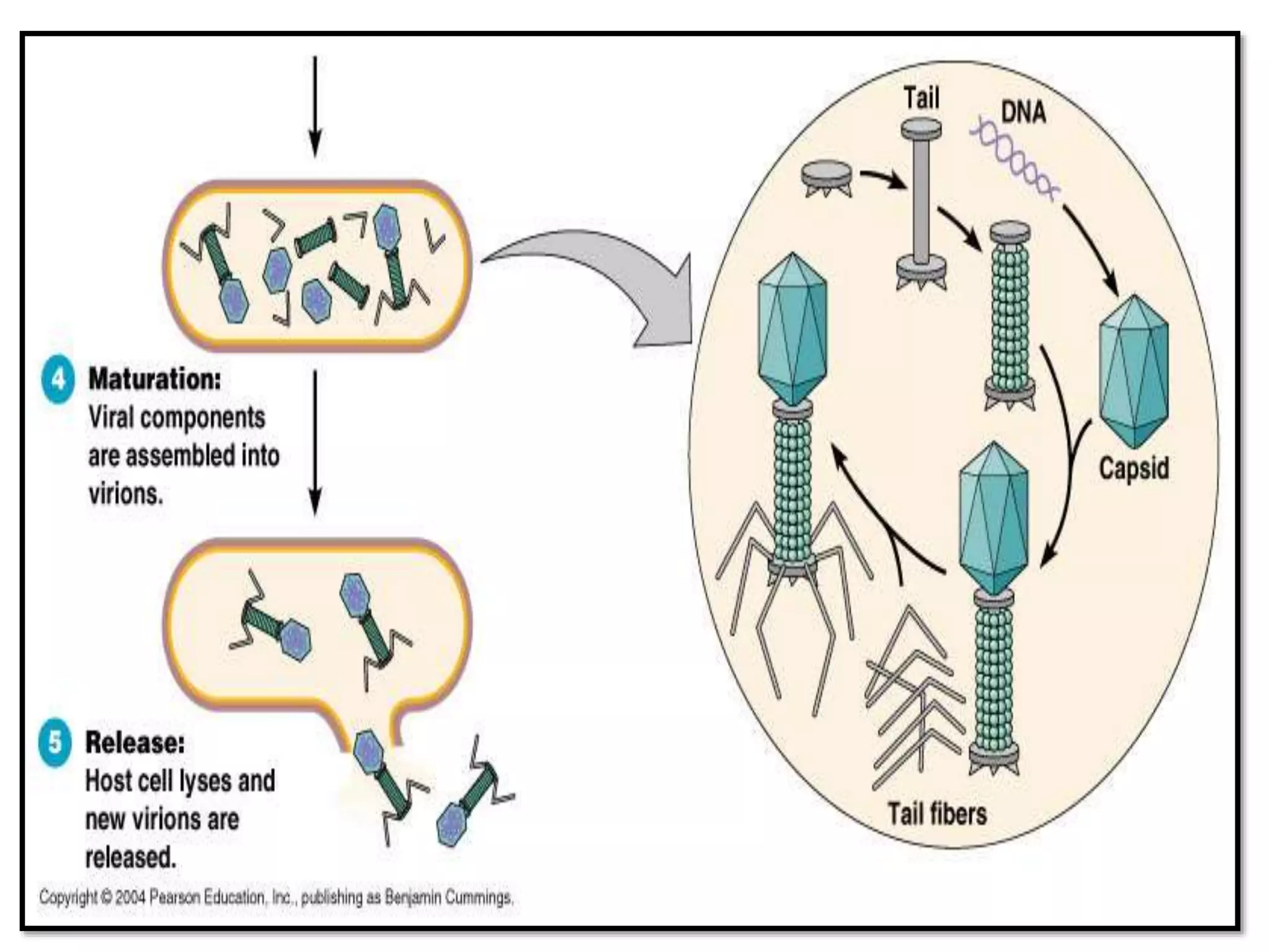 Multiplication of bacteriophages | PPTX