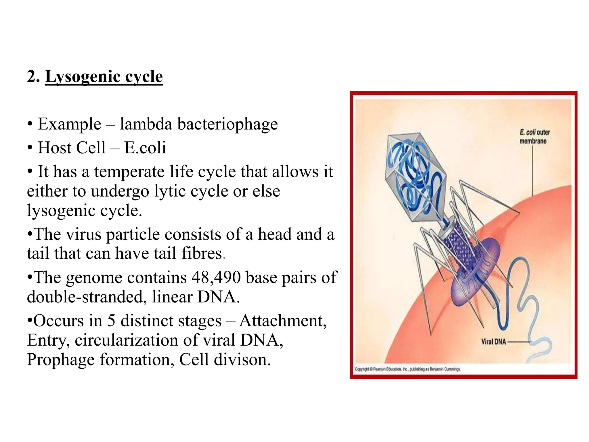 Multiplication of bacteriophages | PPTX
