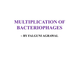 Multiplication of bacteriophages | PPTX