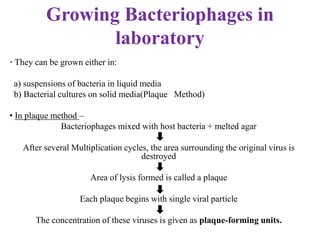 Multiplication of bacteriophages | PPTX