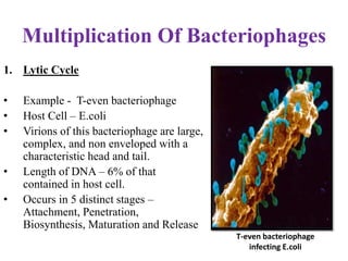Multiplication of bacteriophages | PPTX