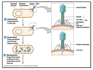 Multiplication of bacteriophages | PPTX