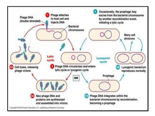 Multiplication of bacteriophages | PPTX