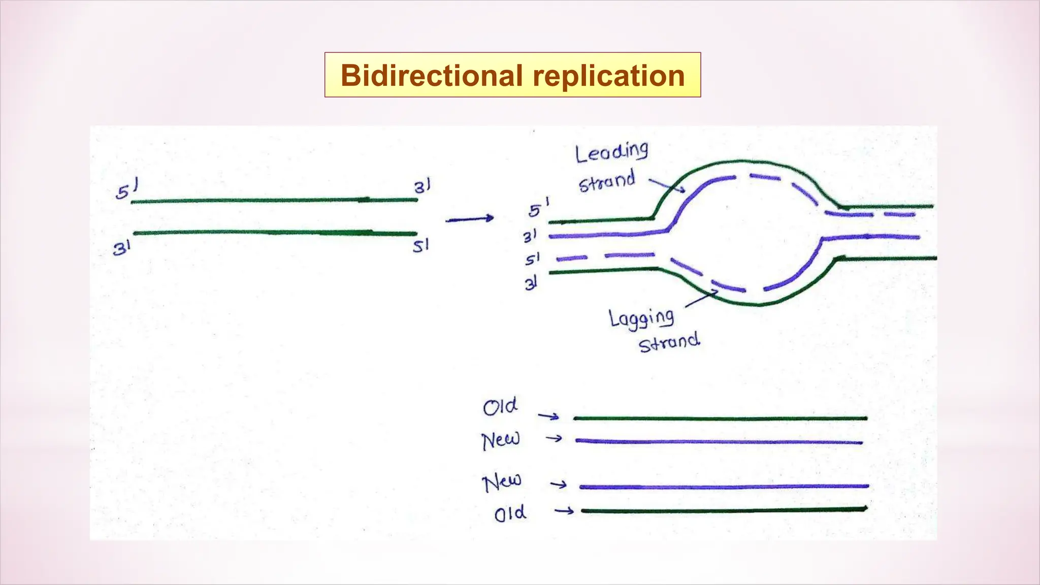 Stages in multiplication of T4 bacteriophage.PPT