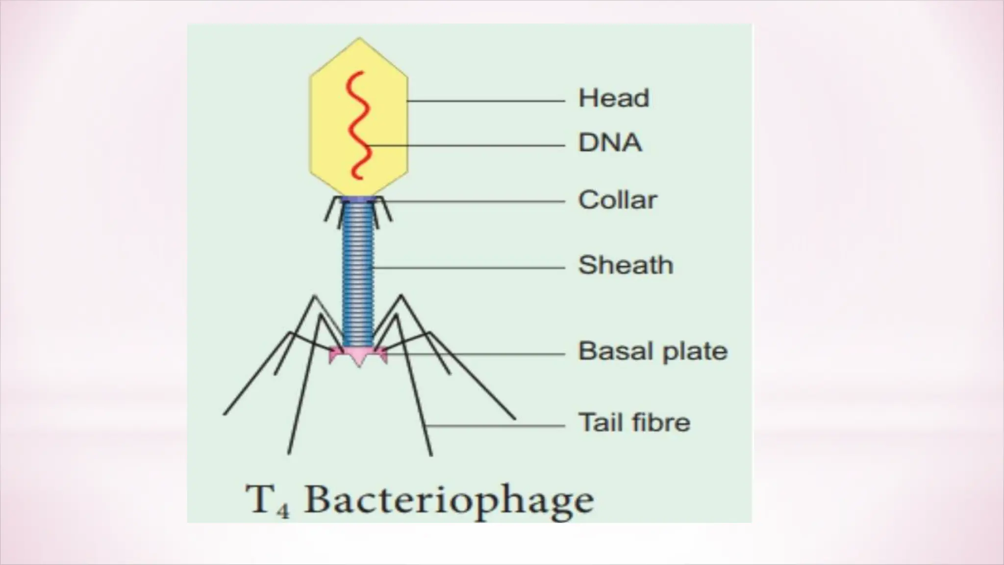 Stages in multiplication of T4 bacteriophage.PPT