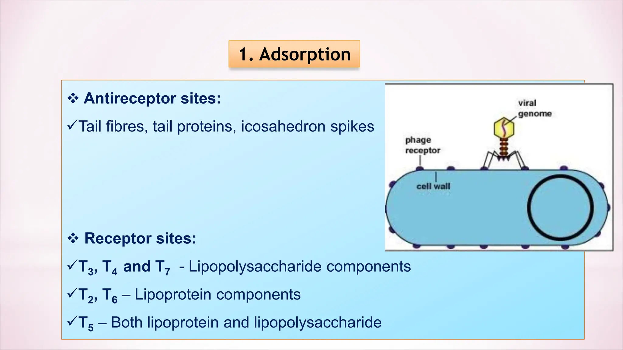 Stages in multiplication of T4 bacteriophage.PPT