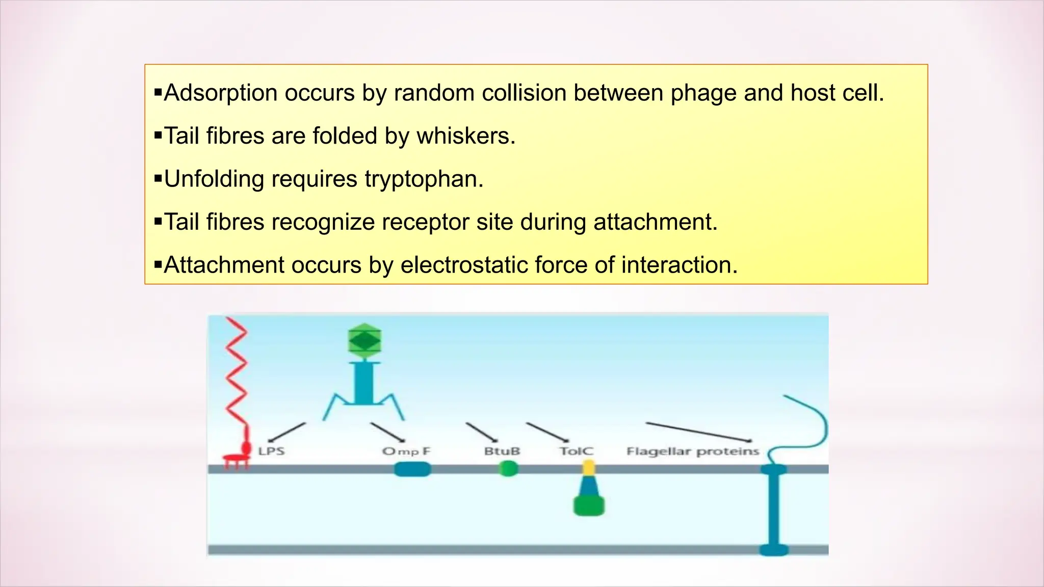 Stages in multiplication of T4 bacteriophage.PPT