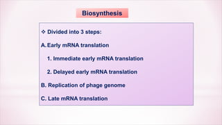 Stages in multiplication of T4 bacteriophage.PPT