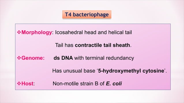 Stages in multiplication of T4 bacteriophage.PPT | Chemistry | Science