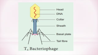 Stages in multiplication of T4 bacteriophage.PPT