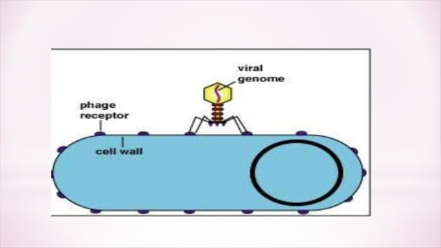 Stages in multiplication of T4 bacteriophage.PPT | Chemistry | Science