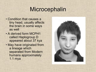 Multiregional Evolution Katina | PPT