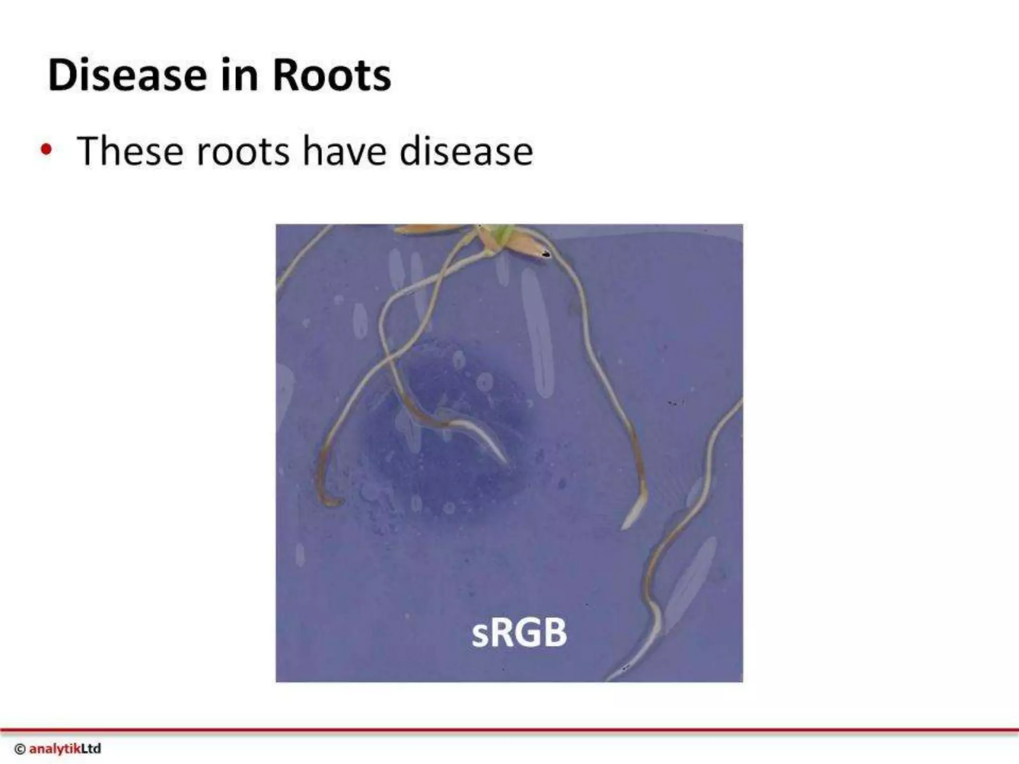 Multispectral imaging in Plant Sciences with VideometerLab 3 | PDF