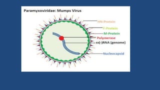 mumps virus.pptx
