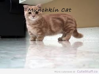 Munchkin cat | PPT
