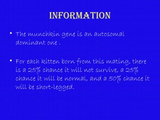 Munchkin cat | PPT