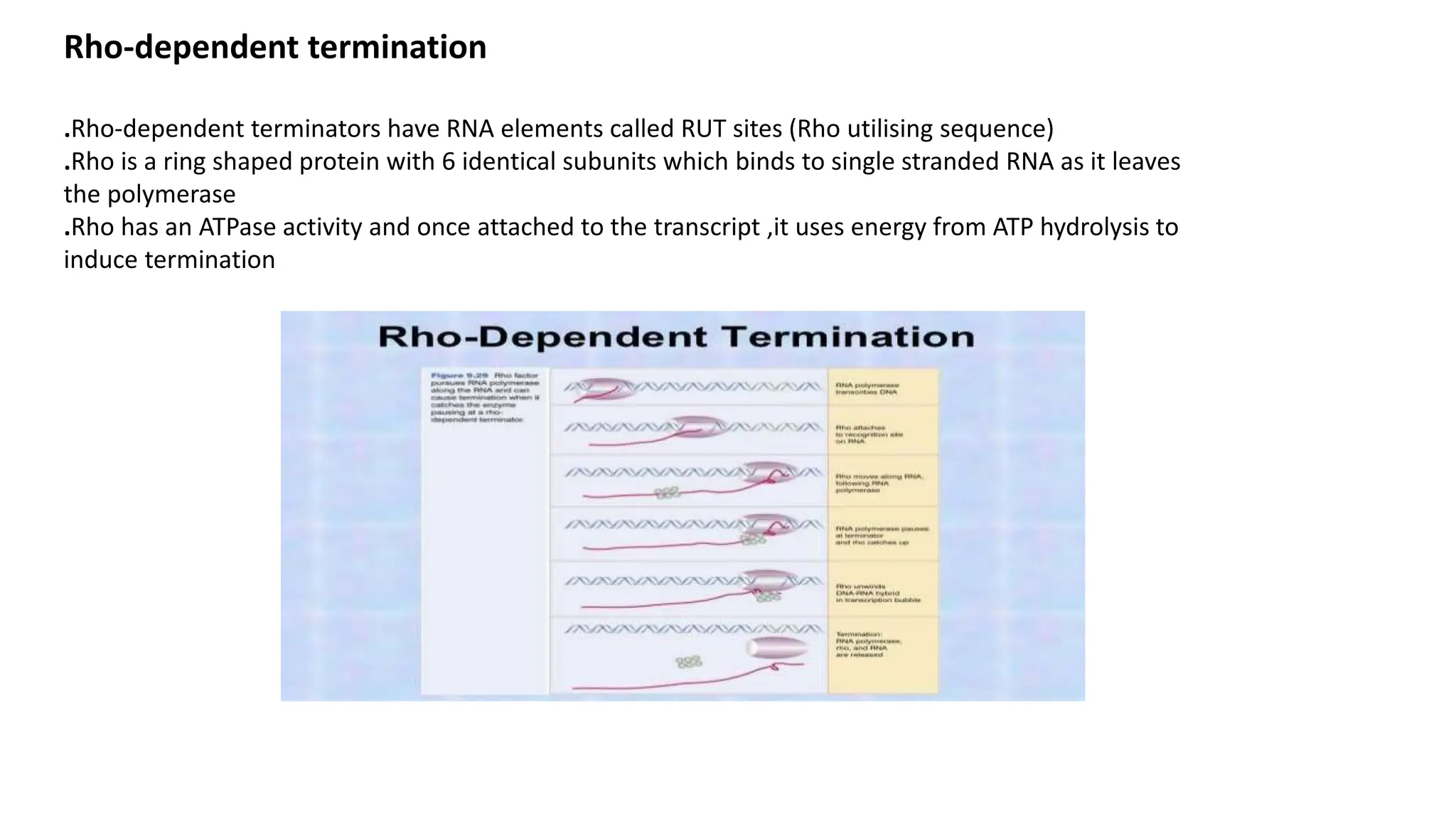 Prokaryotic transcription: Promoters, Structure and Function | PPTX