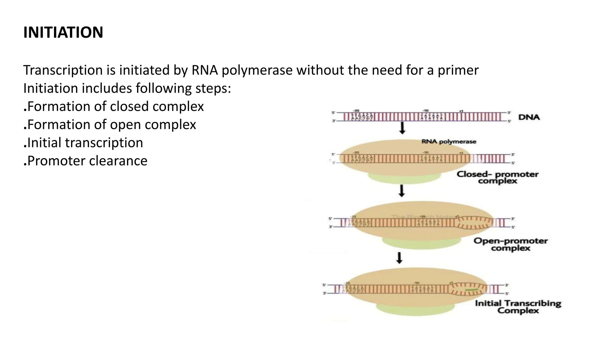 Prokaryotic transcription: Promoters, Structure and Function | PPTX