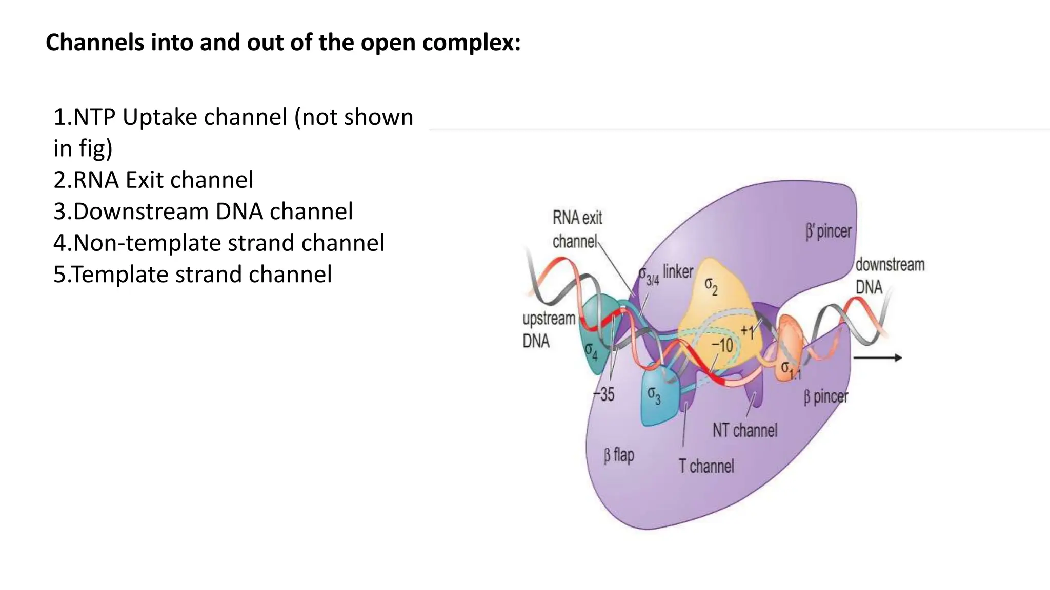 Prokaryotic transcription: Promoters, Structure and Function | PPTX