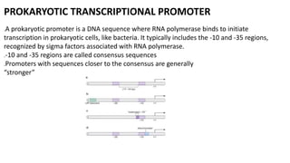Prokaryotic transcription: Promoters, Structure and Function | PPTX