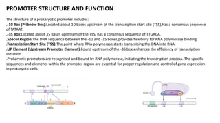 Prokaryotic transcription: Promoters, Structure and Function | PPTX