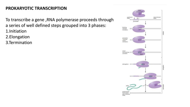 Prokaryotic transcription: Promoters, Structure and Function | PPTX ...
