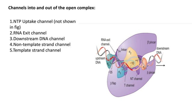 Prokaryotic transcription: Promoters, Structure and Function | PPTX ...