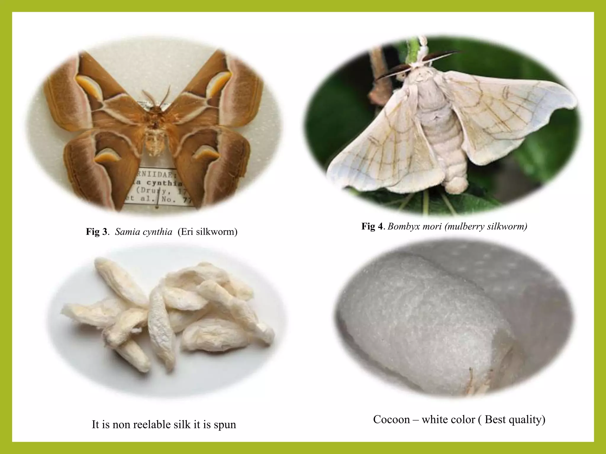 Sericulture - Post Cocoon Technology / Processing of Cocoons | PPTX