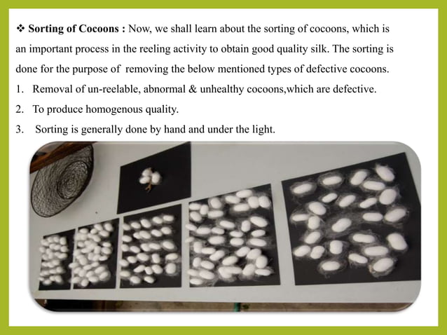Sericulture - Post Cocoon Technology / Processing of Cocoons | PPTX ...
