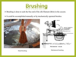 Sericulture - Post Cocoon Technology / Processing of Cocoons | PPTX
