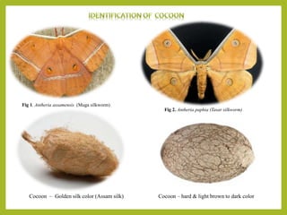 Silk Cocoon Processing