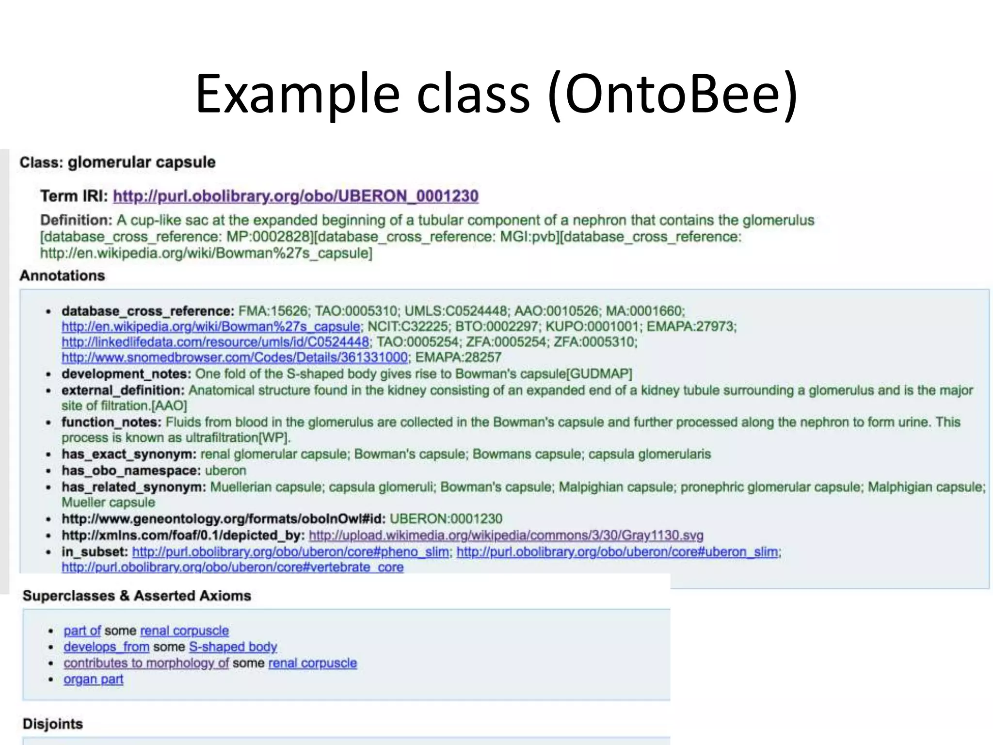 Representation of kidney structures in Uberon | PPT