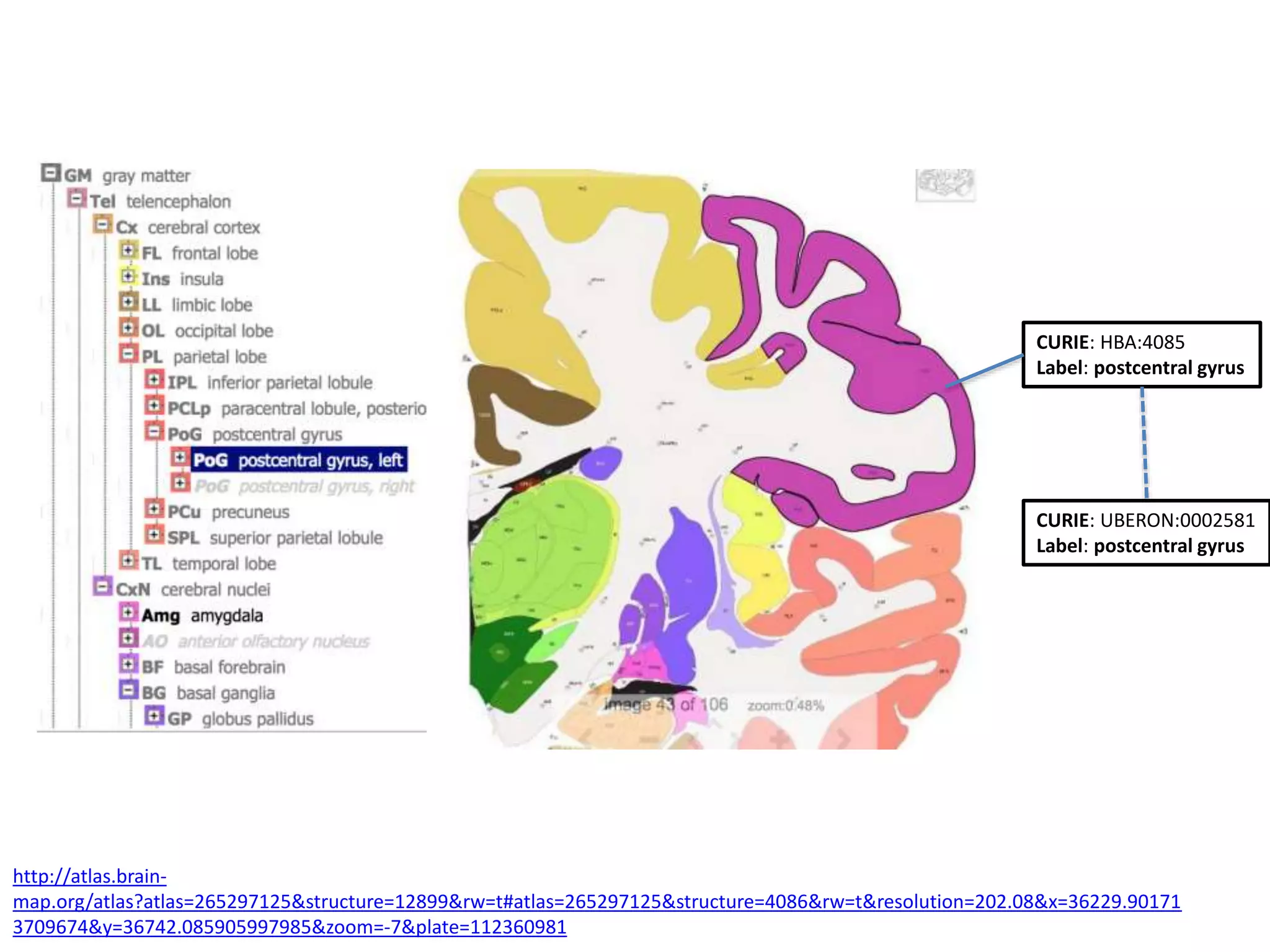 Representation of kidney structures in Uberon | PPT